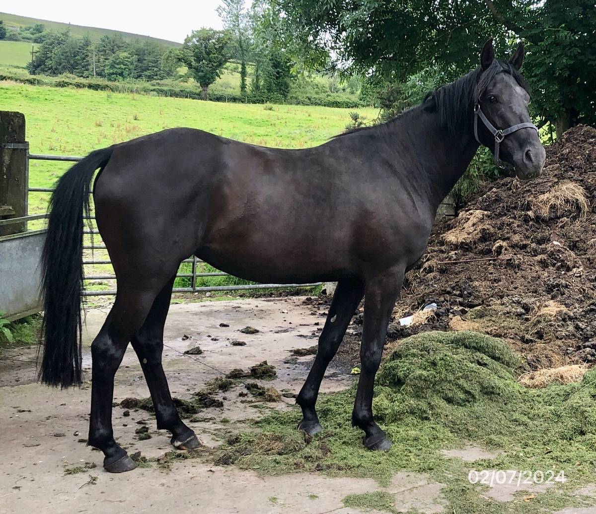 Horse for Sale | 4YO Irish Sport Filly