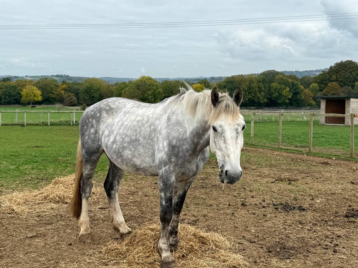 Horse for Sale | Registered Irish Draft (Green Book) Gelding 16.2hh
