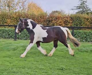 Horse for Sale | Beautiful tri colour