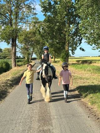 Pony for Sale | Happy hacking Cob