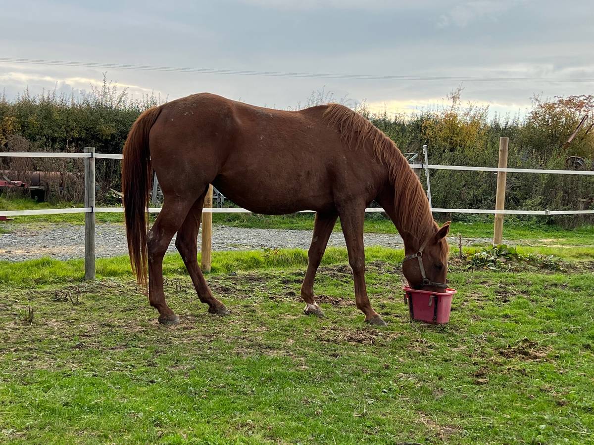 Horse for Sale | EXCEPTIONAL MARE FOR BREEDING, SUPERB BLOODLINES, BIG ...