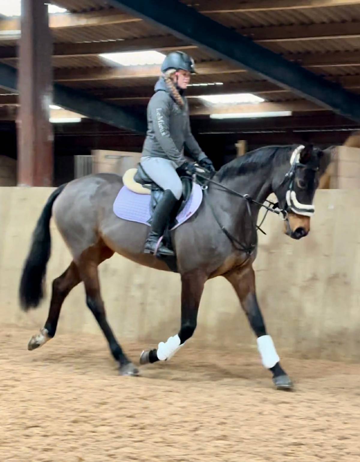 Horse for Sale | Incredible jumping machine!