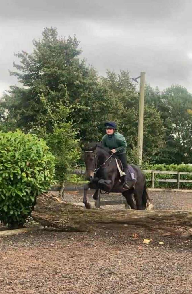 Horse for Sale | Safe mother daughter share hack competition horse