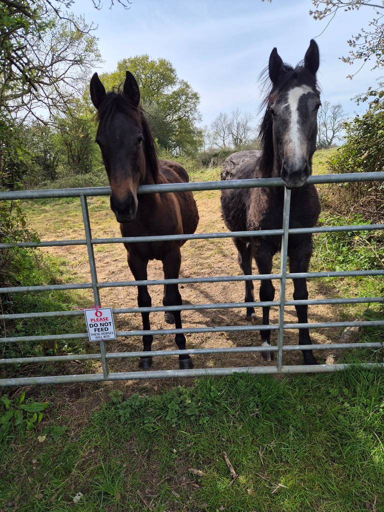 Horse for Sale | Throughbred national hunt yearling