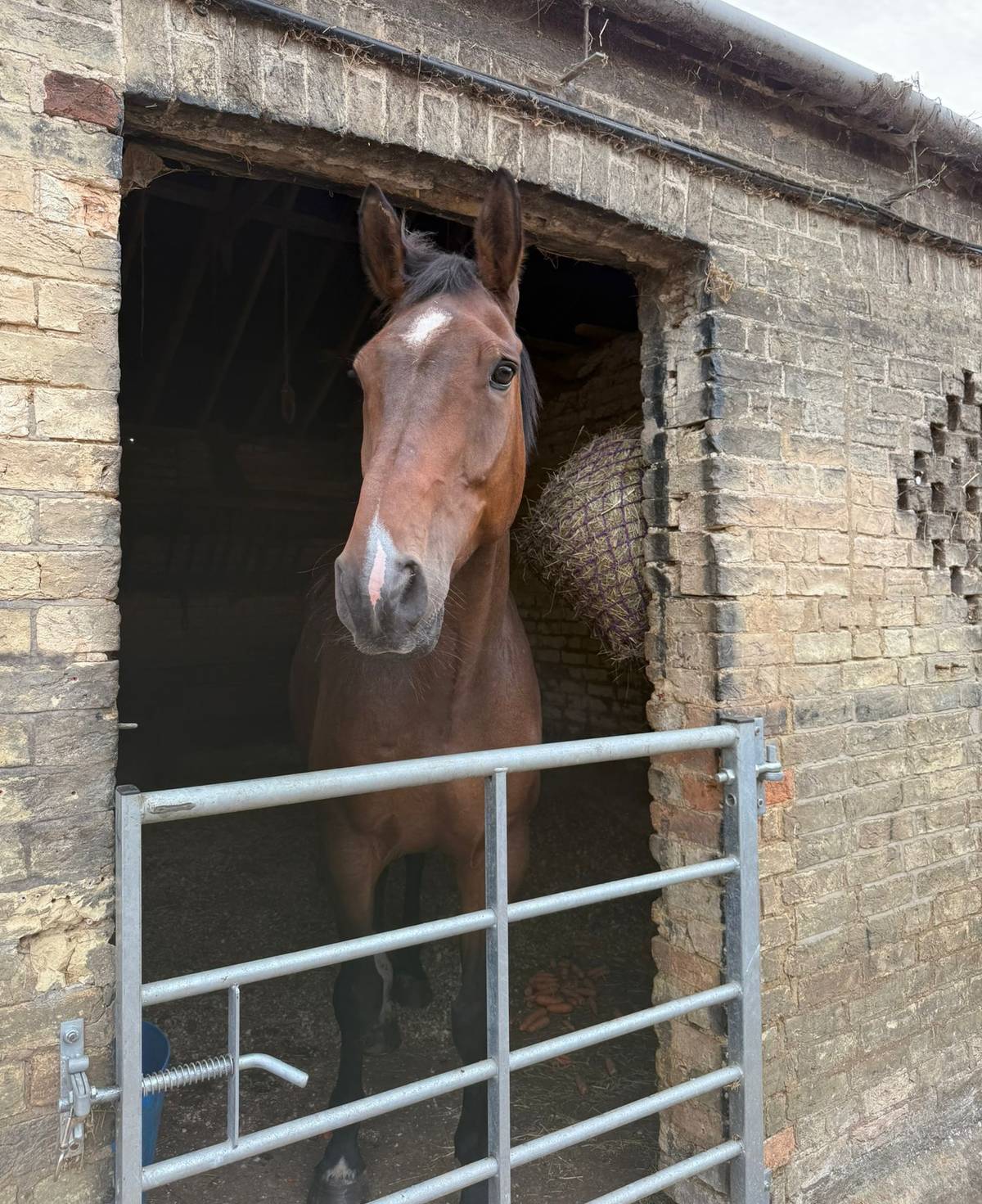 Horses for Sale | Buy & Sell Horses Online | Whickr