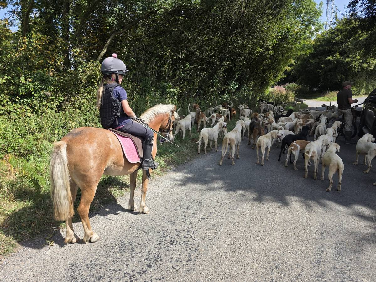 Horse for Sale | Lead rein/hunt/hack pony