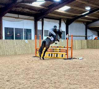 Horse for Sale | Incredible jumping machine!