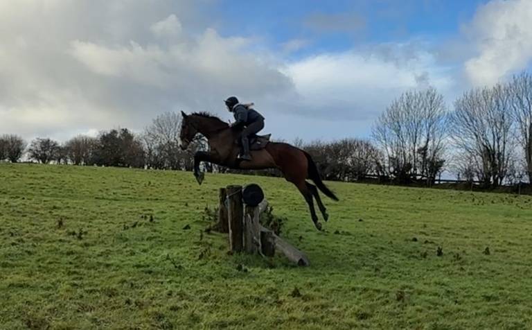 Horse for Sale | Smart and versatile happy hacker/general ride