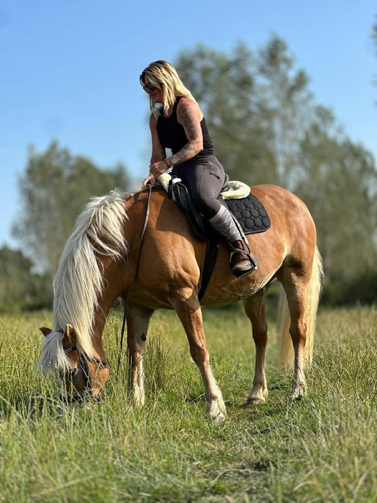 Horse for Sale | Fun safe Happy Hacker