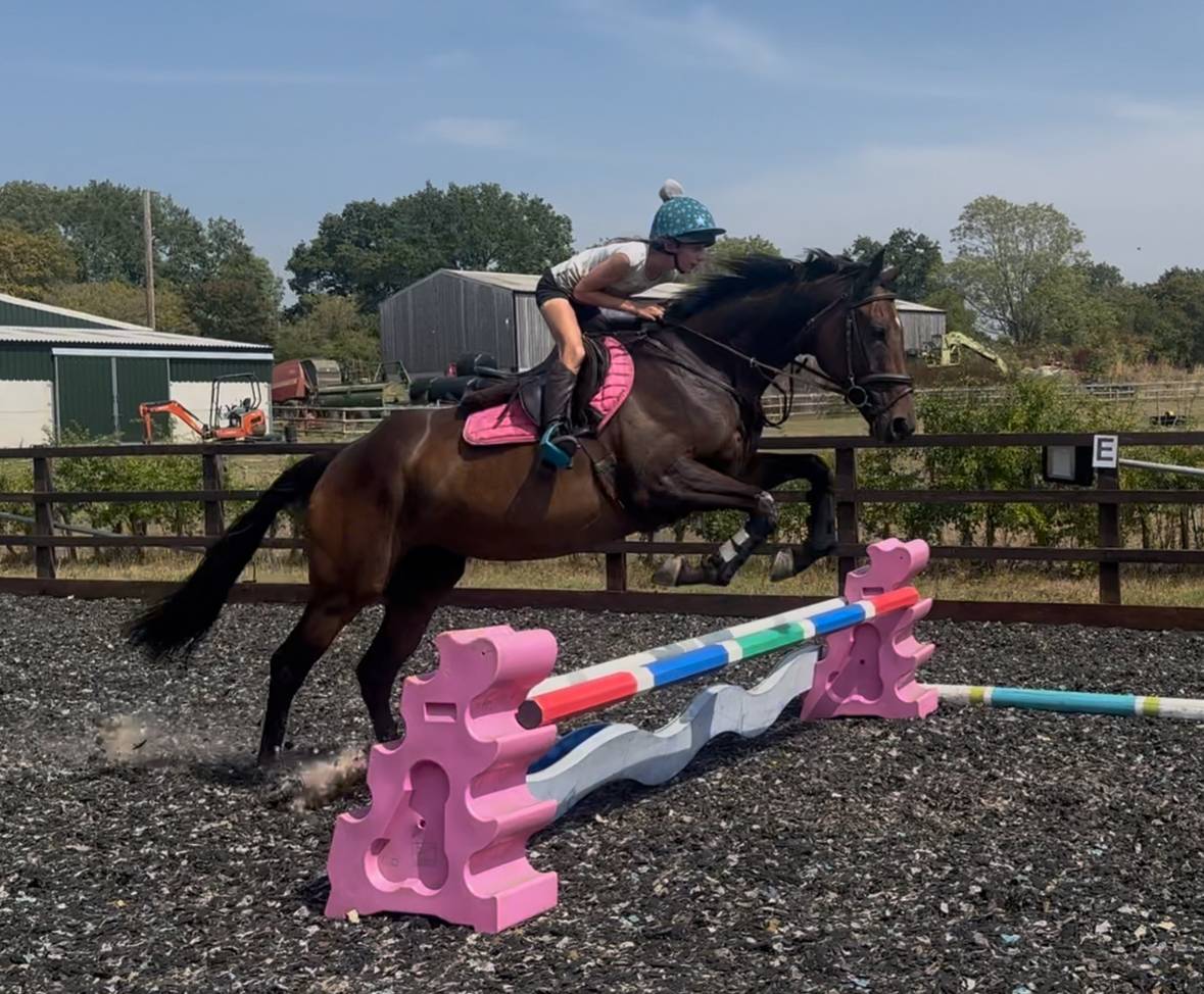 Horse for Sale | 16hh approx allrounder/happy hack