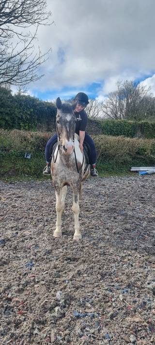 Horse for Sale | 16.3 13yo WPB Happy Hacker