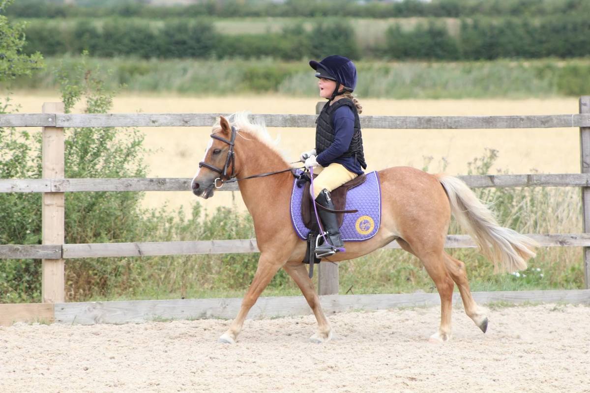 Horse for Sale | Lead rein/hunt/hack pony