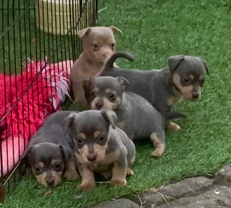 Dog for Sale | Miniature Jack Russell Puppies