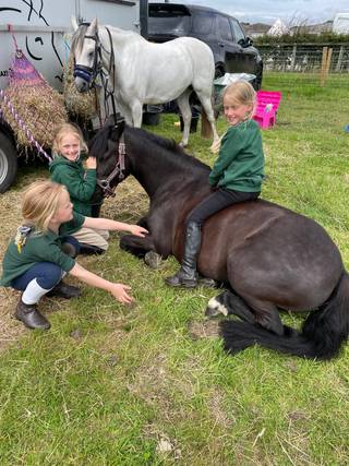 Pony for Sale | Lion - mini black beauty, the perfect lead rein/first ...