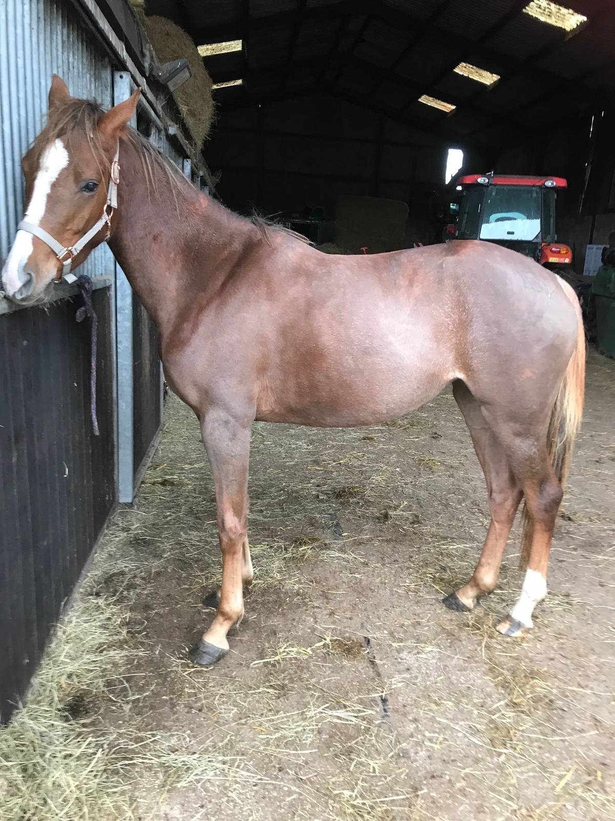 Horse for Sale | Reg welsh x tb chestnut filly