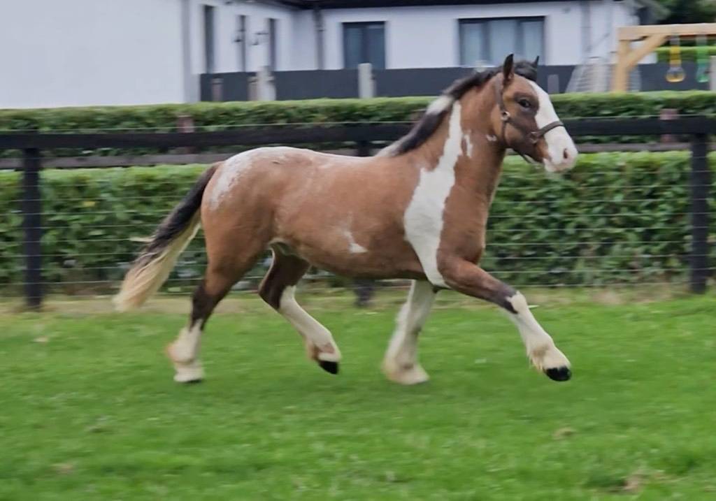 Cobs for Sale | Whickr