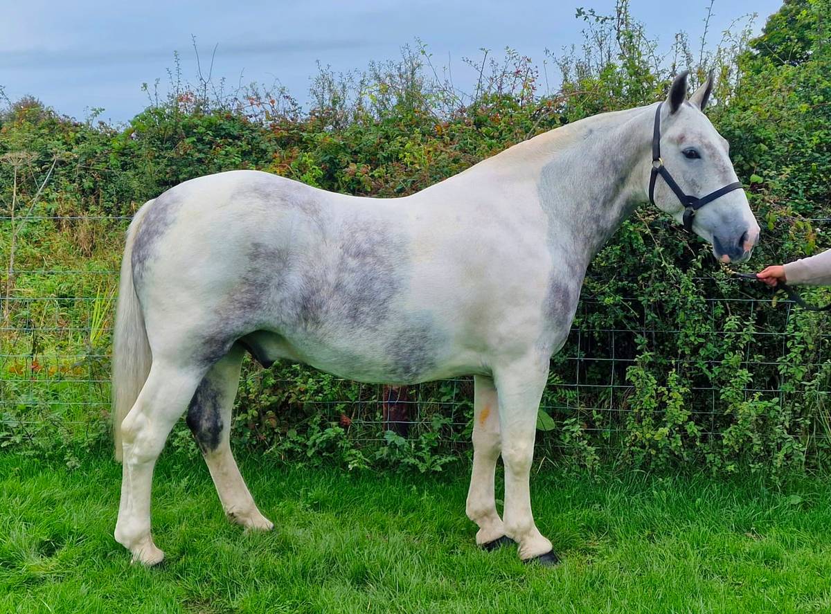 Horse for Sale | Wonderful Coloured Cob