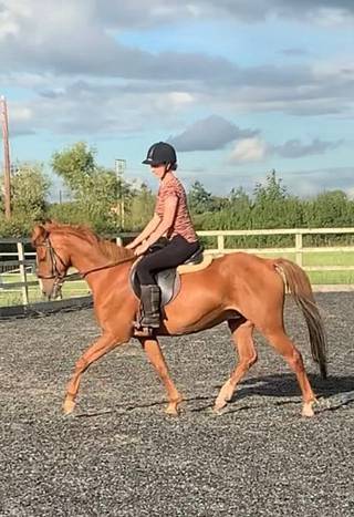 Pony for Sale | Super 13.2hh WPB