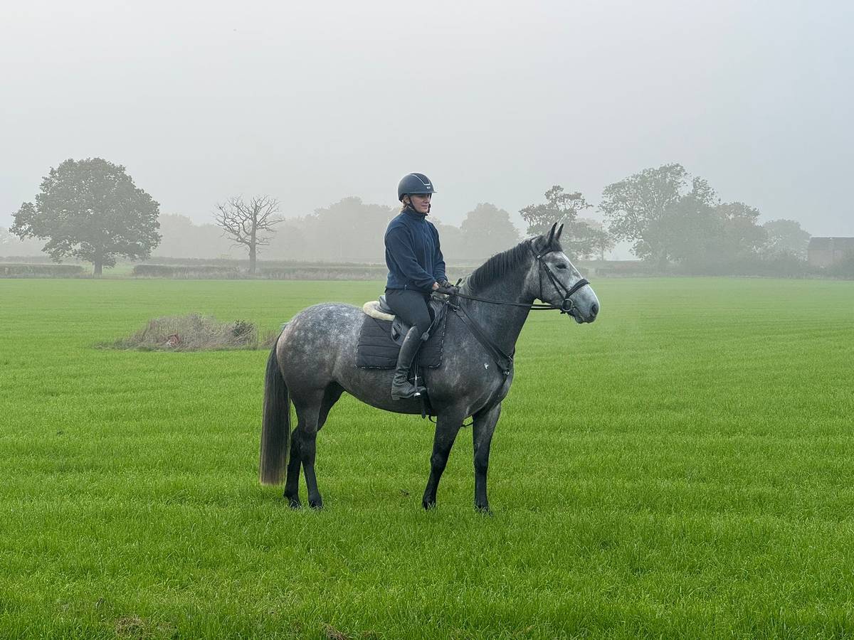 Horse for Sale | Straight forward grey mare