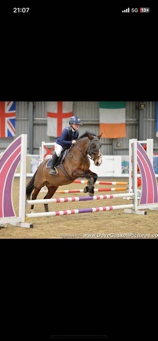 Pony for Sale | Dream pony