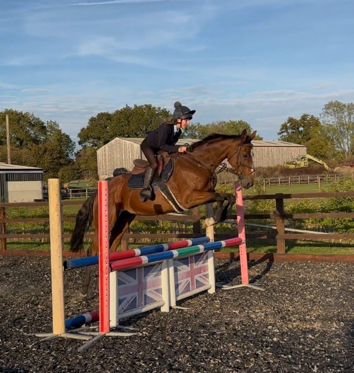 Horse for Sale | 15.2 6 year old allrounder/happy hacker
