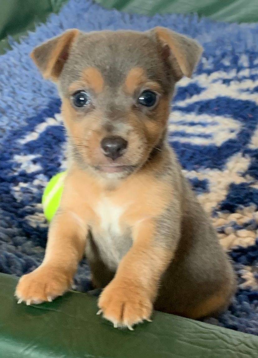 Dog for Sale | Miniature Jack Russell Puppies
