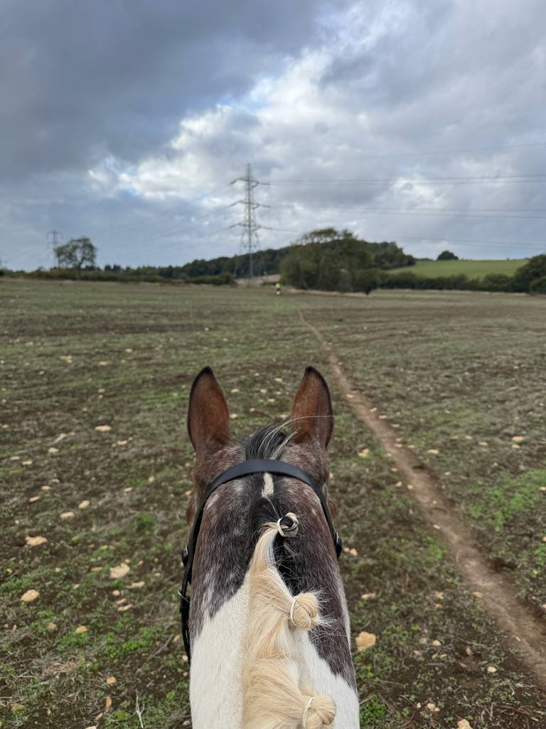 Horse for Sale | 16.3 13yo WPB Happy Hacker