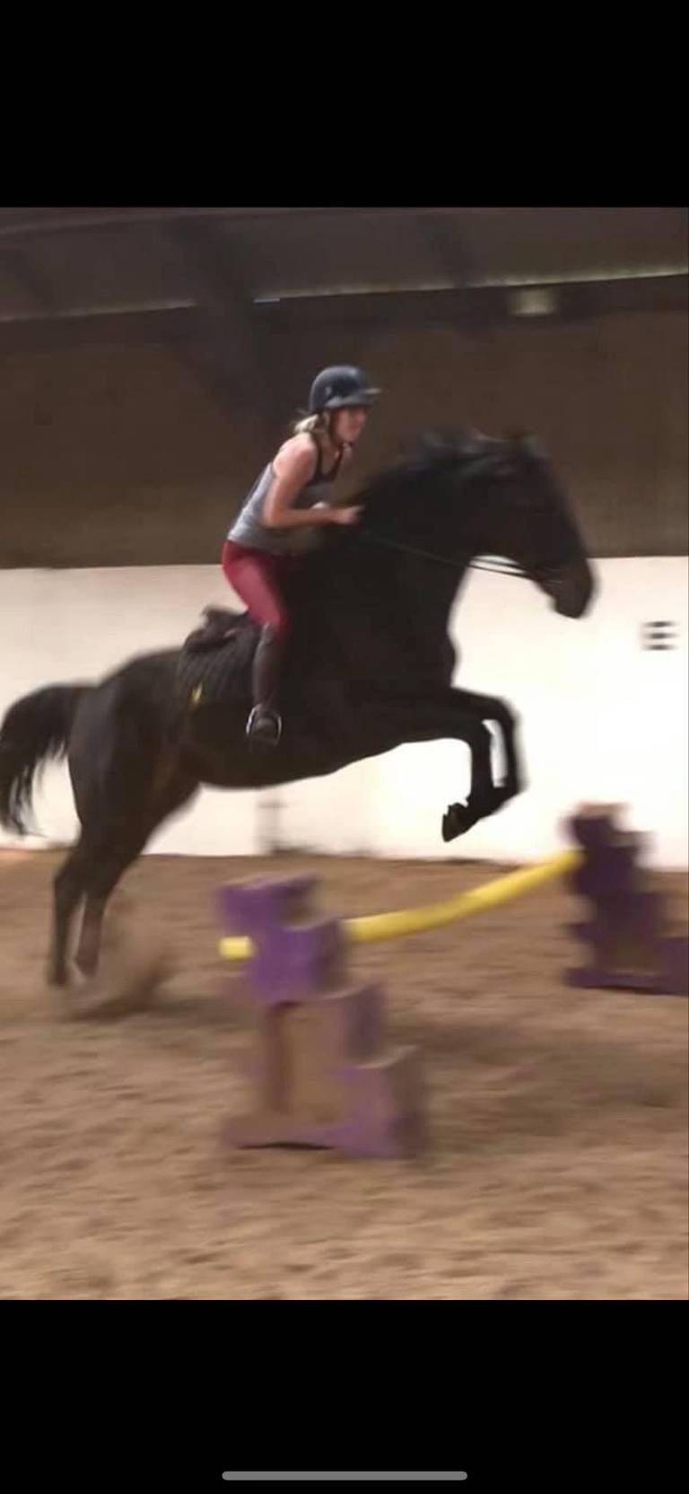 Horse for Sale | Beautiful, gentle low level all-rounder / happy hacker