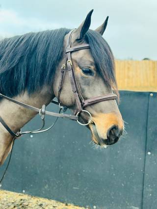 Pony for Sale | Ultimate All-Rounder - DOLLY