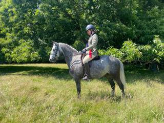 Pony for Sale | Outstandingly handsome • Welsh B /PB