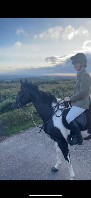 Horse for Sale | Alrounder safe project