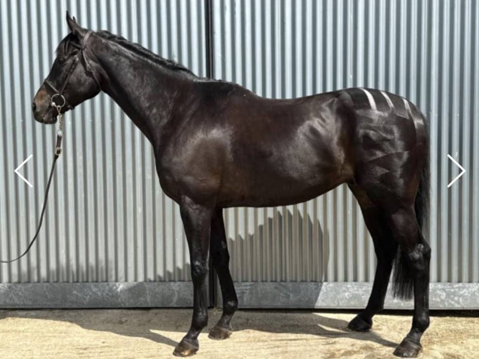 Horse for Sale | Ex Racer sweetie
