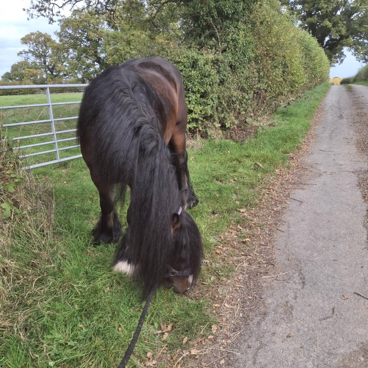 Horse for Sale | ATTRACTIVE COB WITH LOTS OF PRESENCE