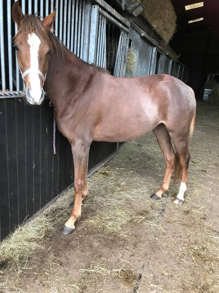 Horse for Sale | Reg welsh x tb chestnut filly