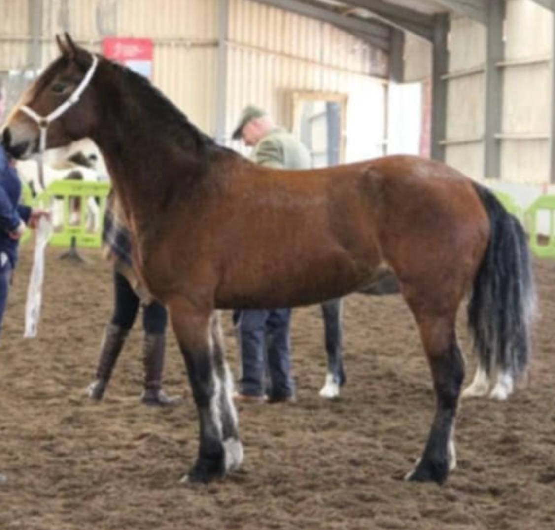 Horse for Sale | Beautifully bred Welsh D mare