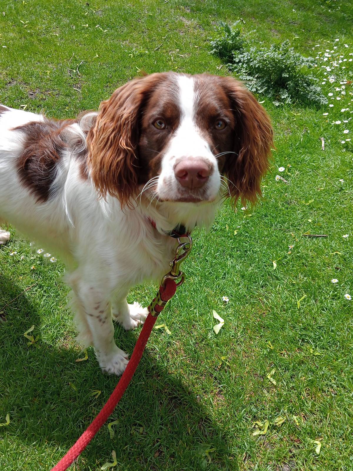 Dog for Sale | Rare Welsh Springer Spaniel