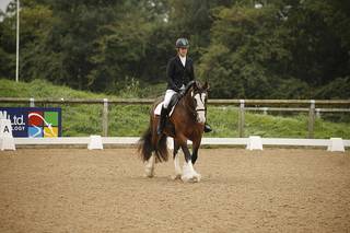Horse for Sale | Absolutely gorgeous cob x shire
