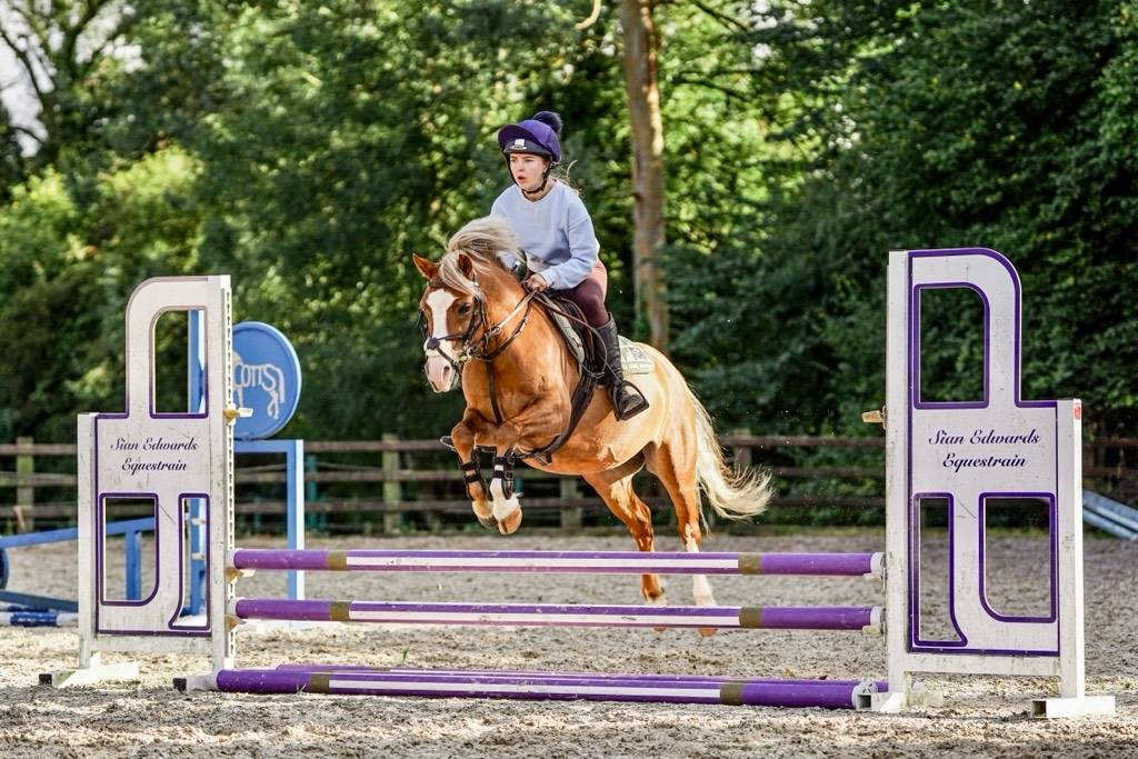 Pony for Sale | Pretty 12h reg section a gelding