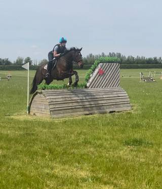 Horse for Sale | Allrounder/RC horse