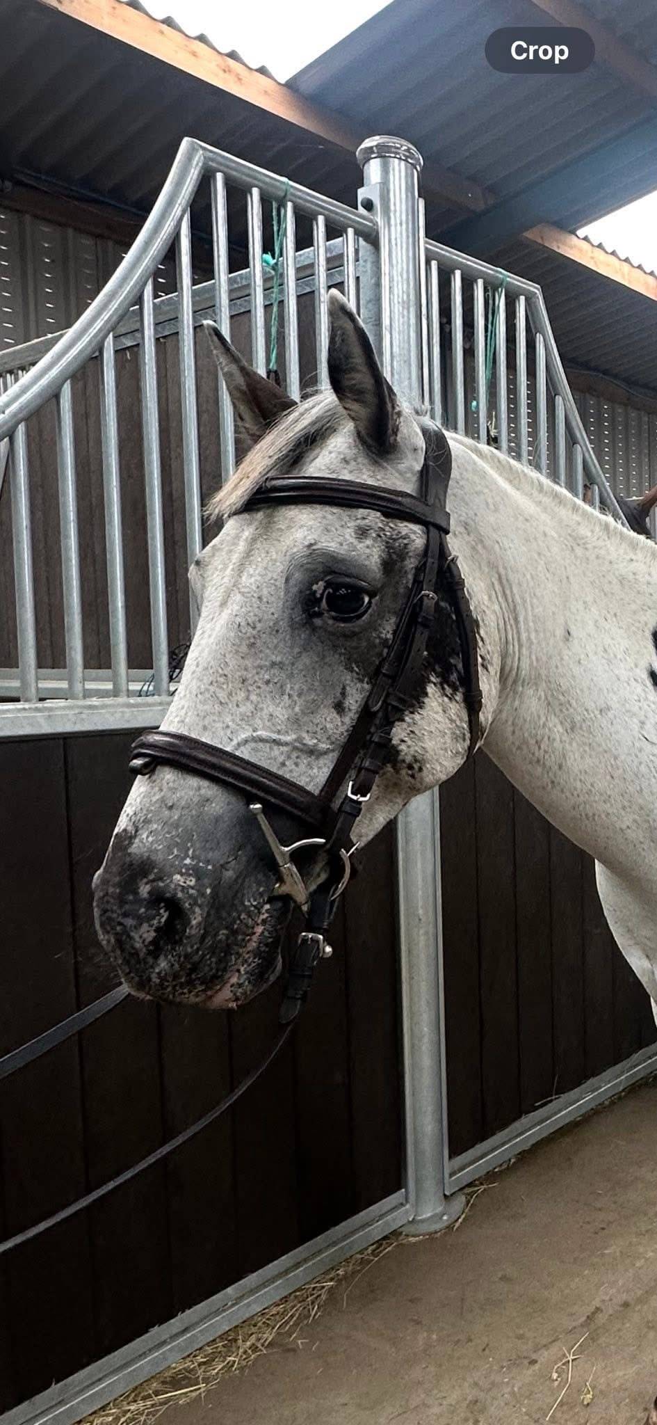 Horse for Sale | 14.2 Happy Hacker Steady Eddie