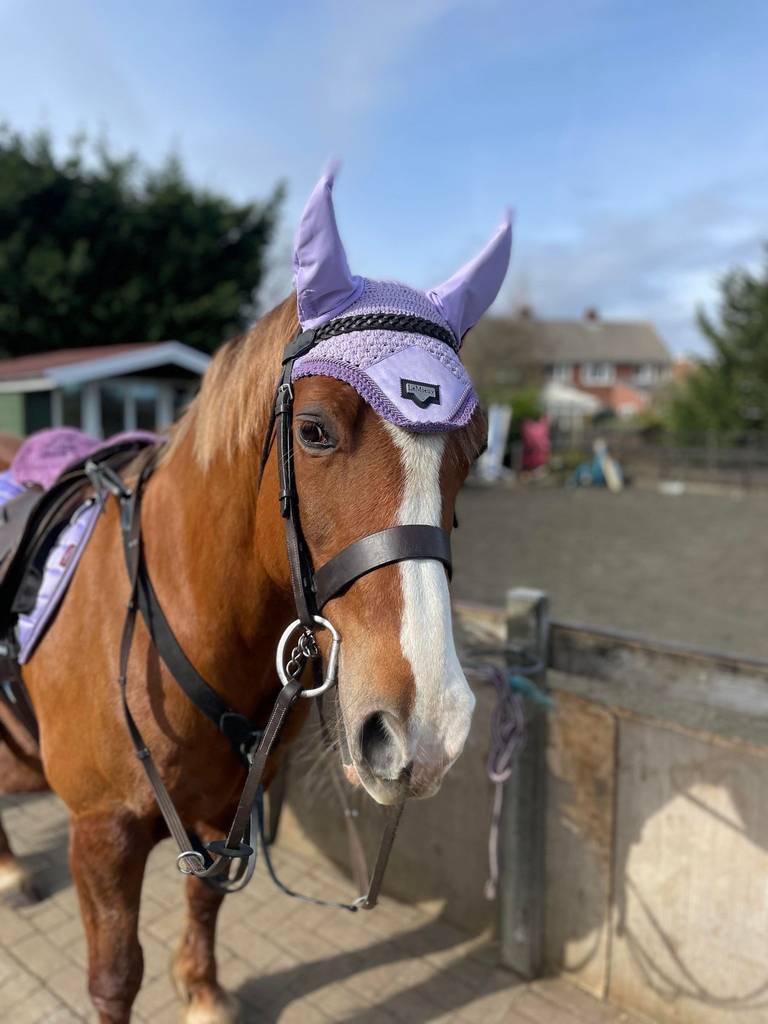 Horse for Sale | Welsh section D