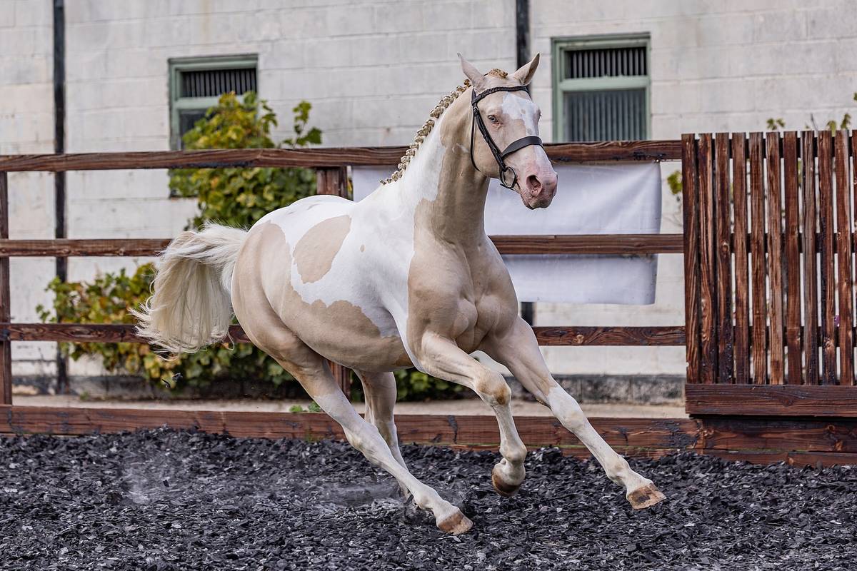Horse for Sale | Double Dilute stallion can be gelded