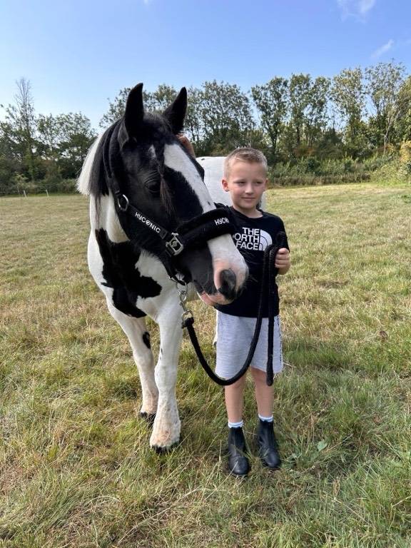 Pony for Sale | Sweet Broodmare/Project/Companion