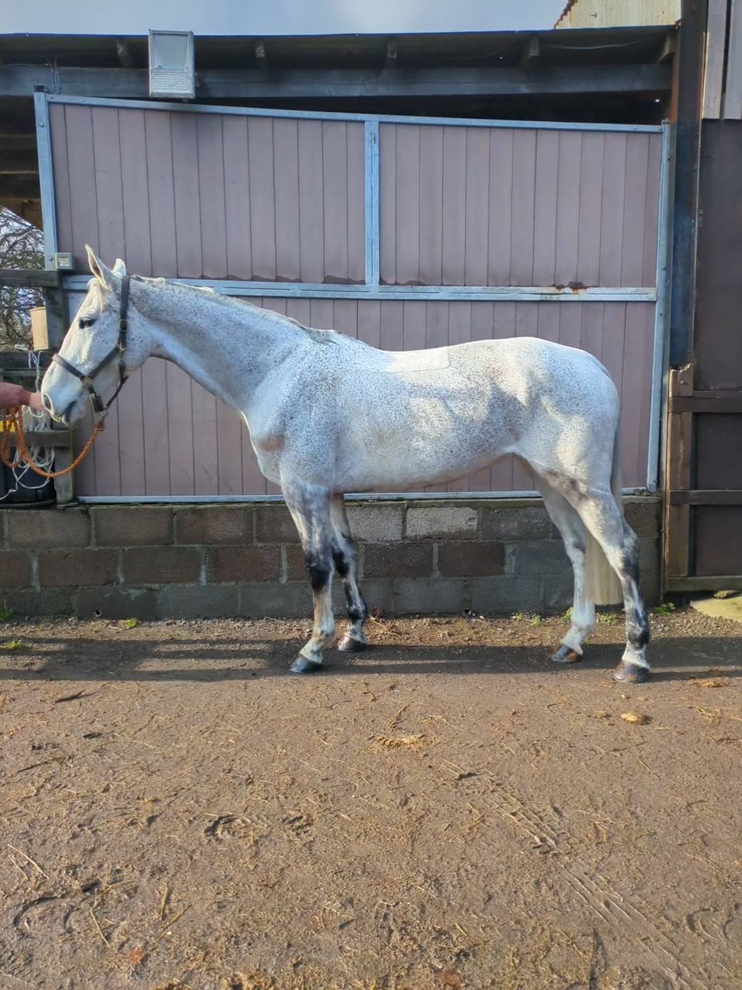 Horse for Sale | Striking Grey Mare