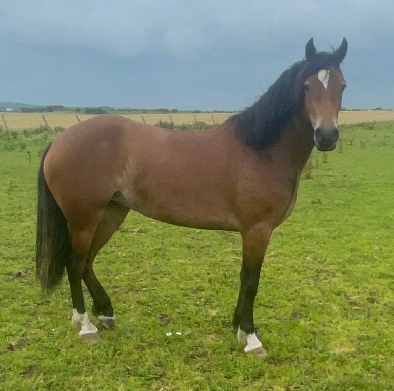 Horse for Sale | Beautifully bred Welsh D mare