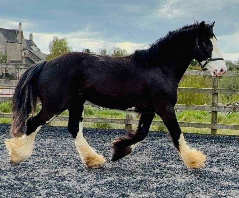 Horses for Sale | Buy & Sell Horses Online | Whickr