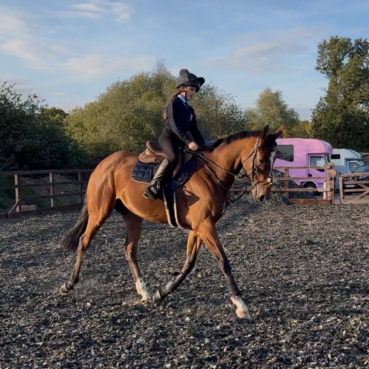 Horse for Sale | 15.2 6 year old allrounder/happy hacker
