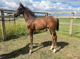 Horse for Sale | Eye Catching Colt Foal by Solid Gold Z