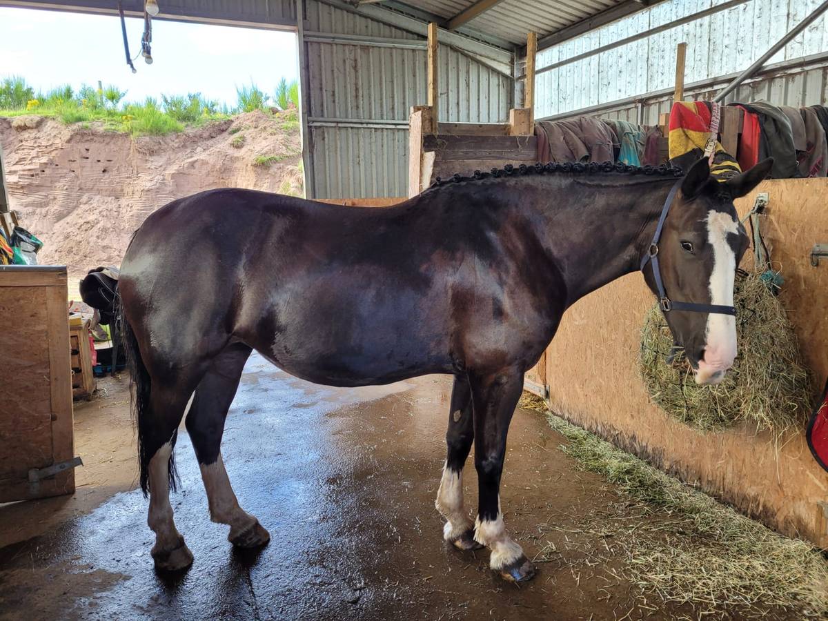 Horse for Sale | Broodmare/ Companion/ allrounder