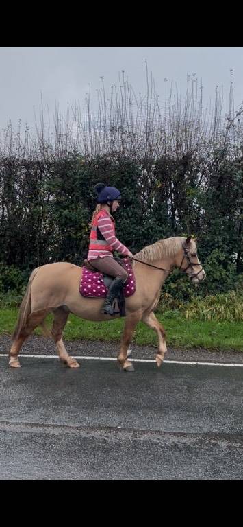 Pony for Sale | Pretty 12h reg section a gelding